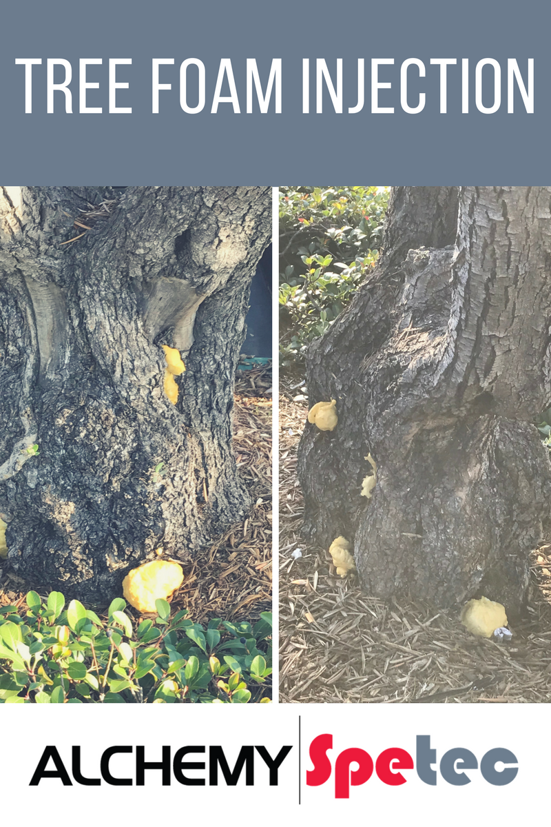 Tree Foam Injection